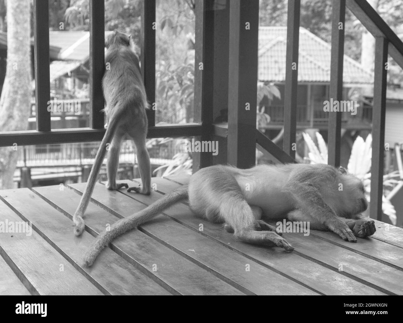 A grayscale shot of funny macaques on the balcony of a building in a ...