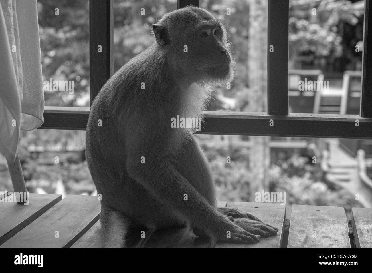 A grayscale shot of a macaque on a balcony of a building in a zoo in ...