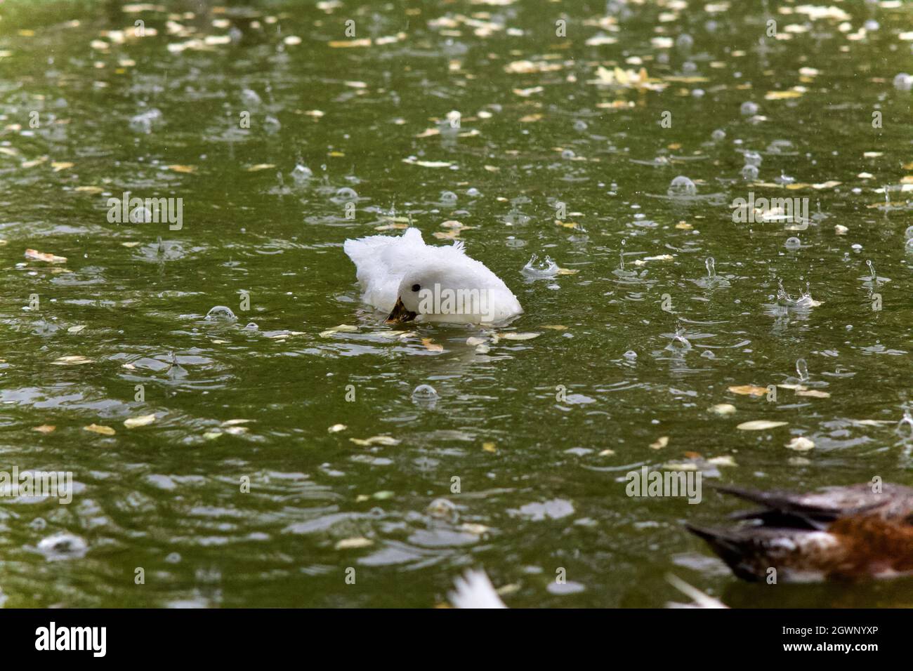 An adorable white duck swimming on a pond during the rain in the ...