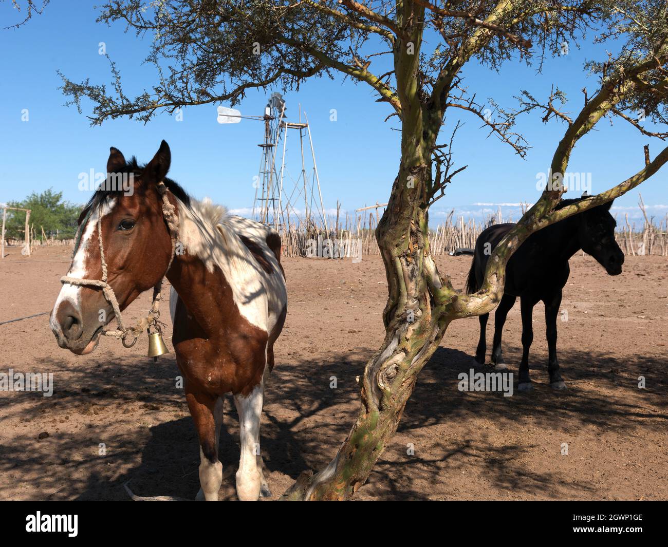 Horses standing under tree hi-res stock photography and images - Alamy