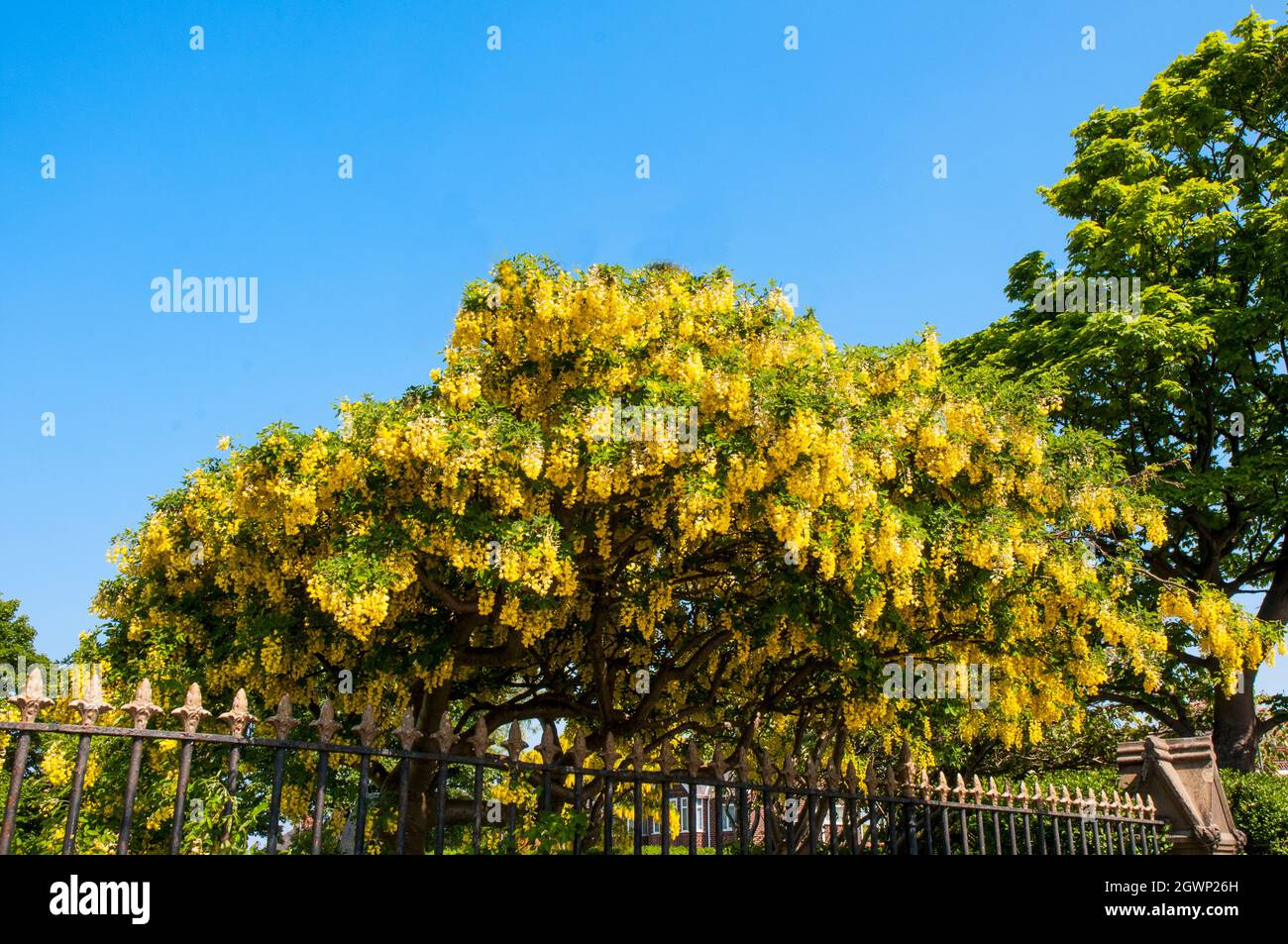 Common Laburnum anagyroides (Laburnum vulgare) with racemes of yellow ...