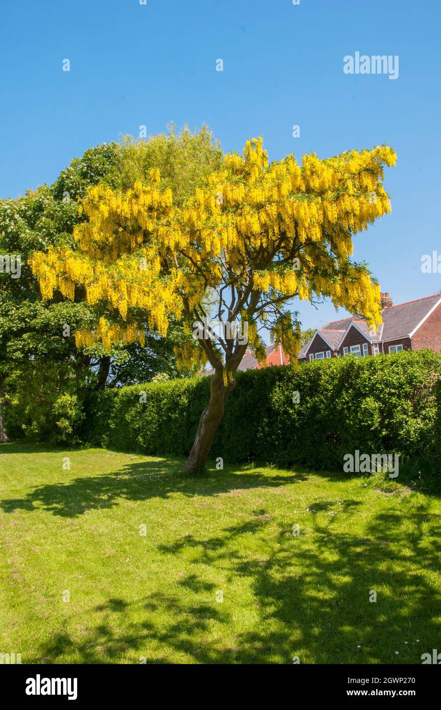 Common Laburnum anagyroides (Laburnum vulgare) with racemes of yellow ...