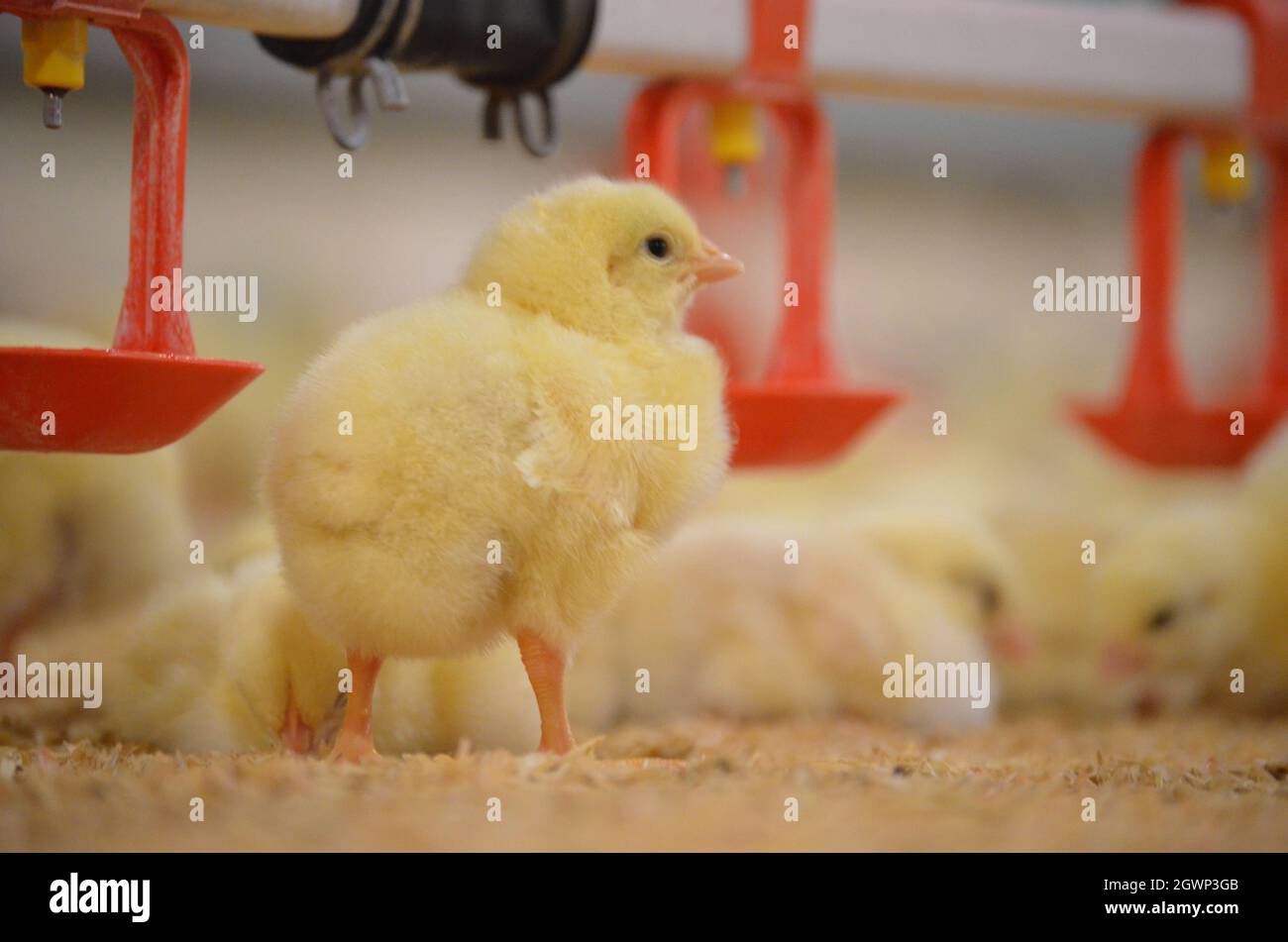 Broiler day hi-res stock photography and images - Alamy