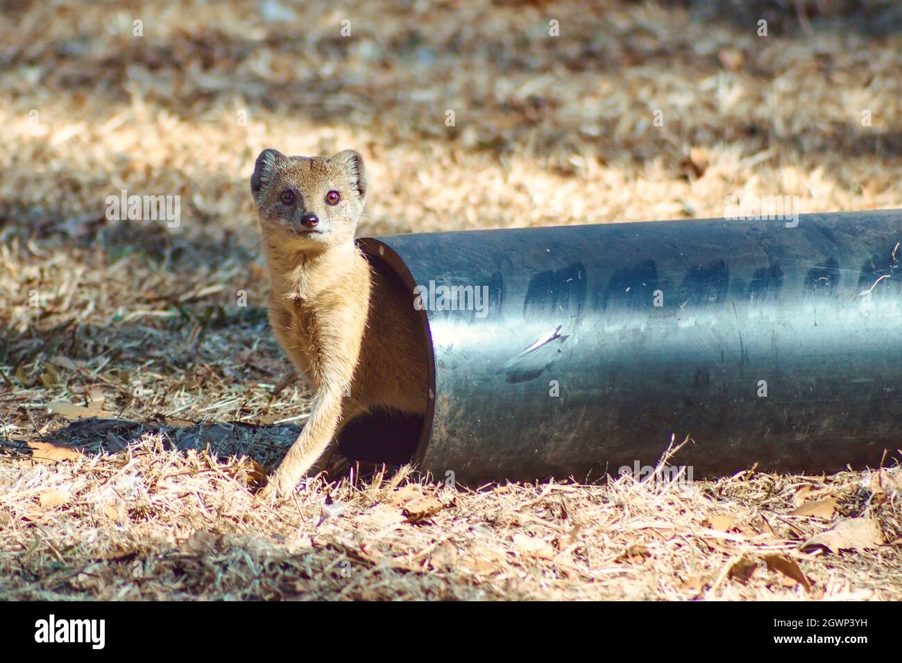 A young Indian brown mongoose coming out of a pipe Stock Photo - Alamy