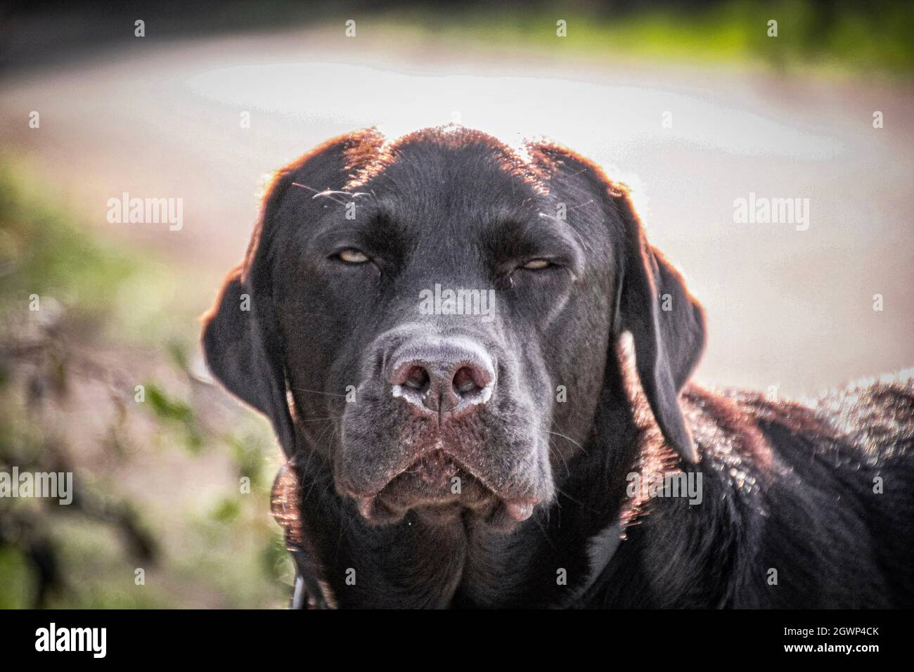 Black labrador retriever in the sun hi-res stock photography and images ...