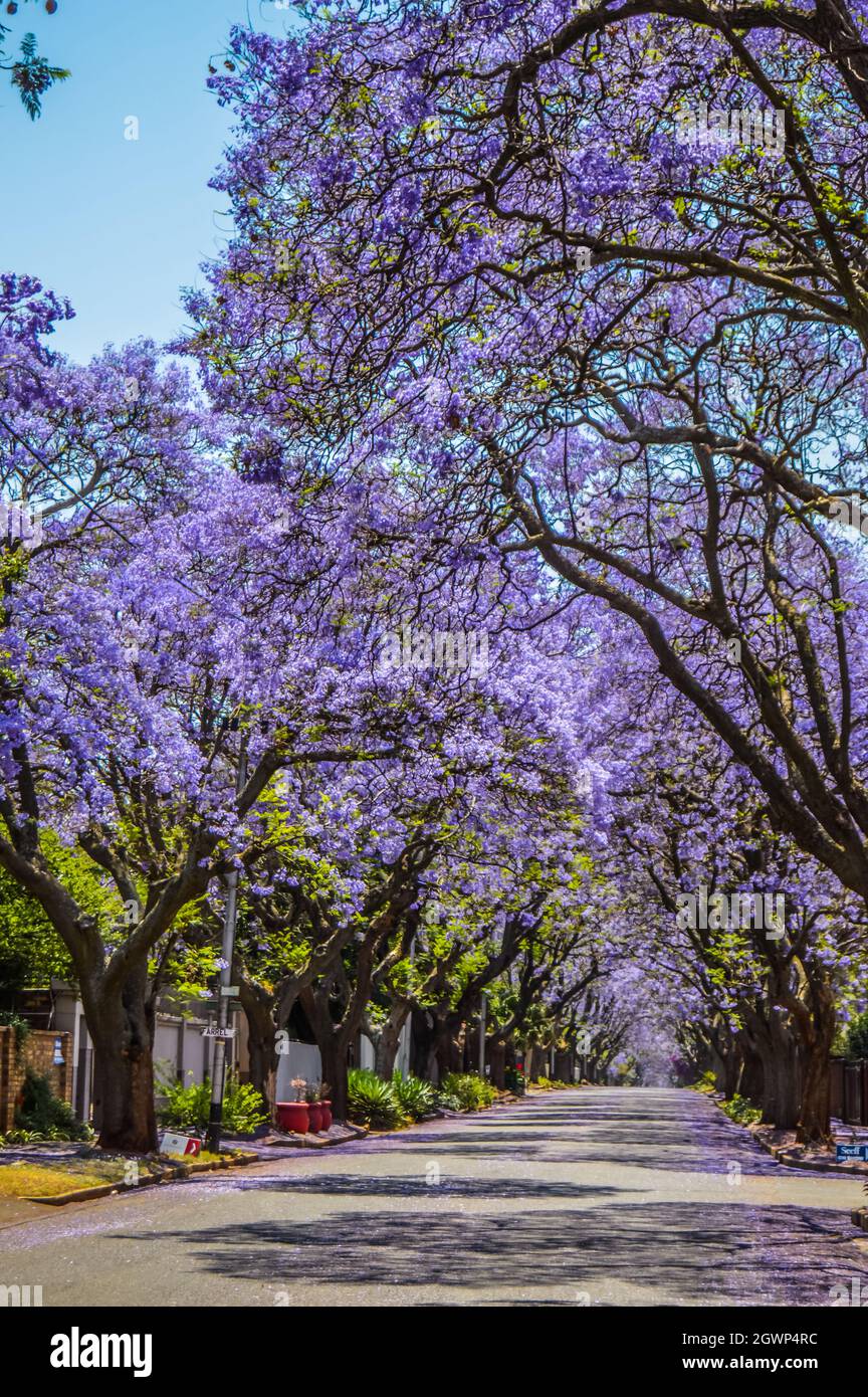 Purple blue Jacaranda mimosifolia bloom in Johannesburg street during ...
