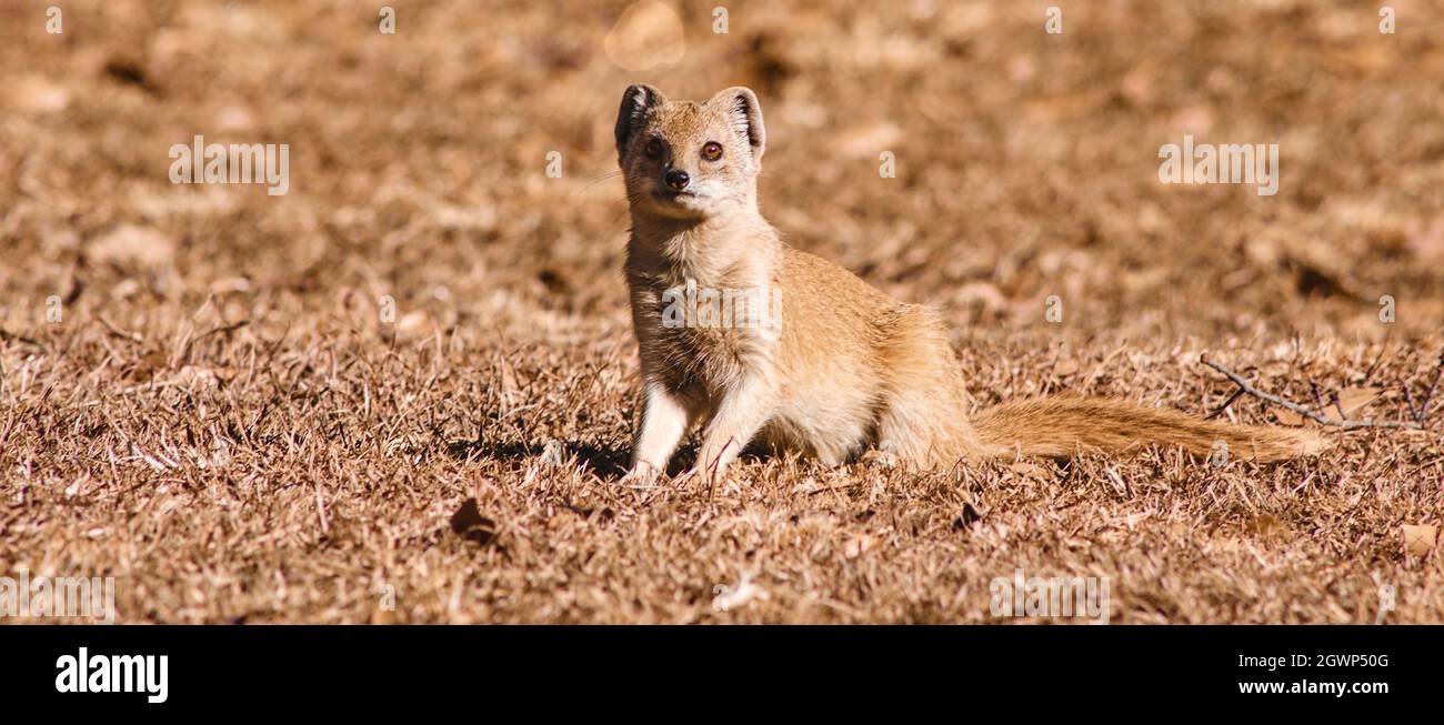 Indian brown mongoose hi-res stock photography and images - Alamy