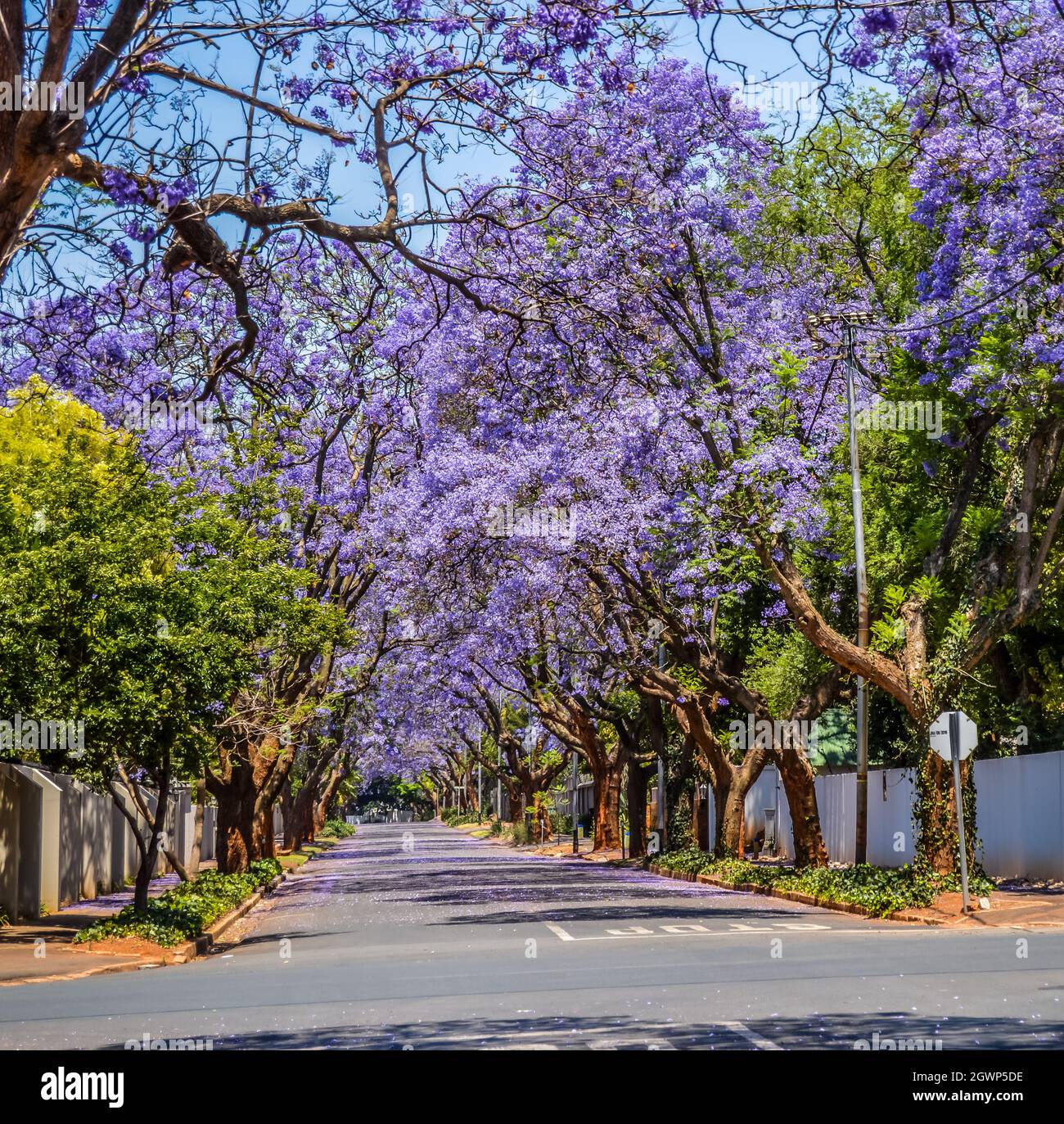 Purple blue Jacaranda mimosifolia bloom in Johannesburg street during ...