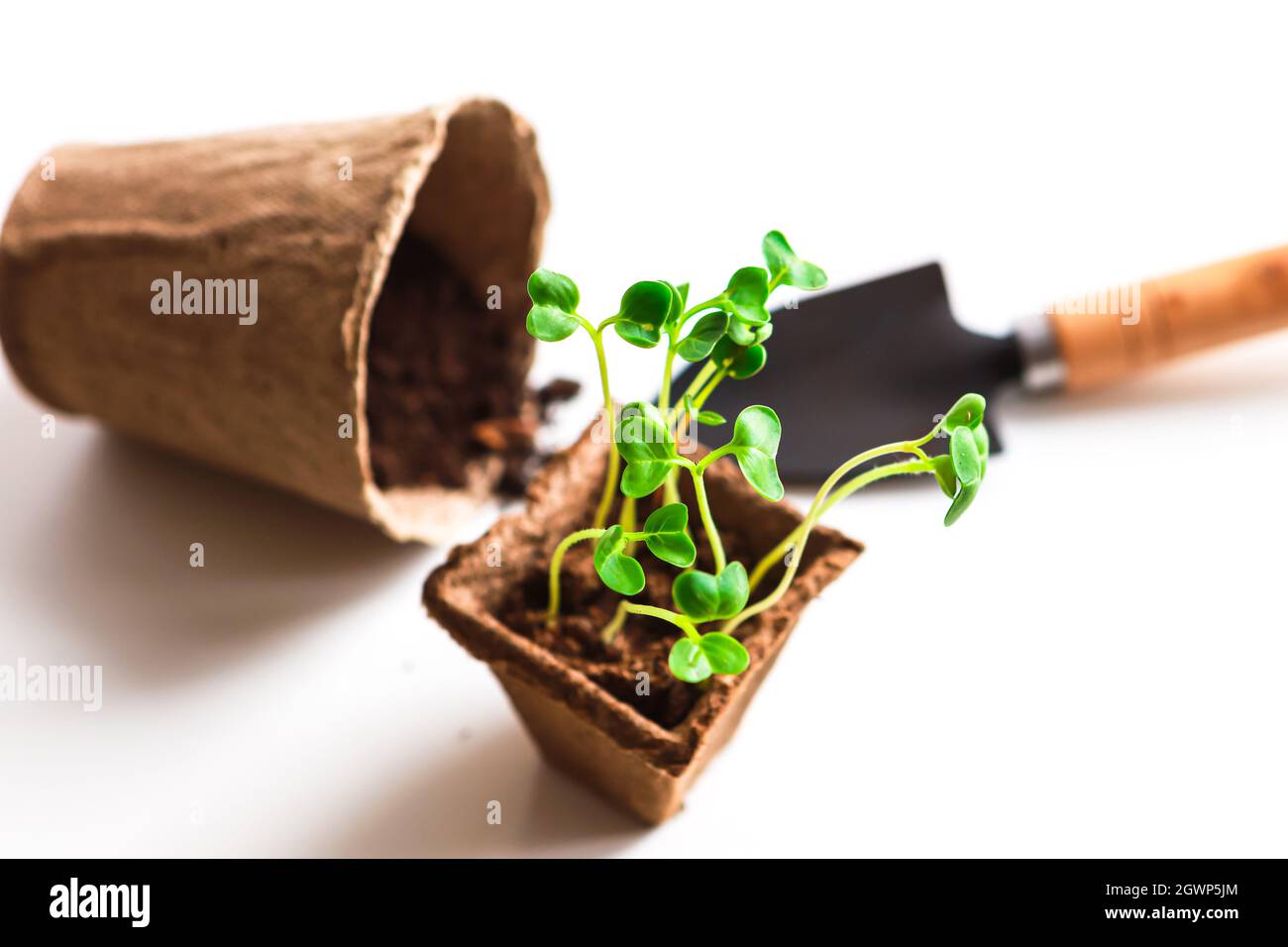 Biodegradable plants hi-res stock photography and images - Alamy