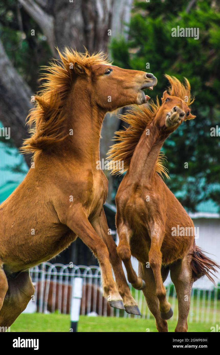 Dancing Horses High Resolution Stock Photography and Images - Alamy