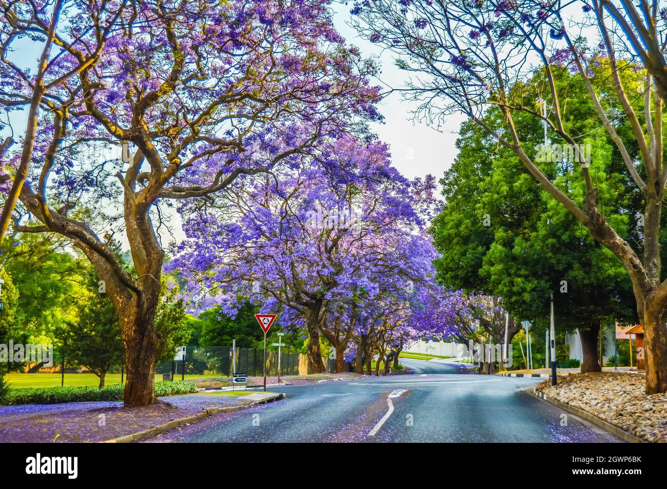 Purple blue Jacaranda - mimosifolia bloom in Johannesburg streets ...