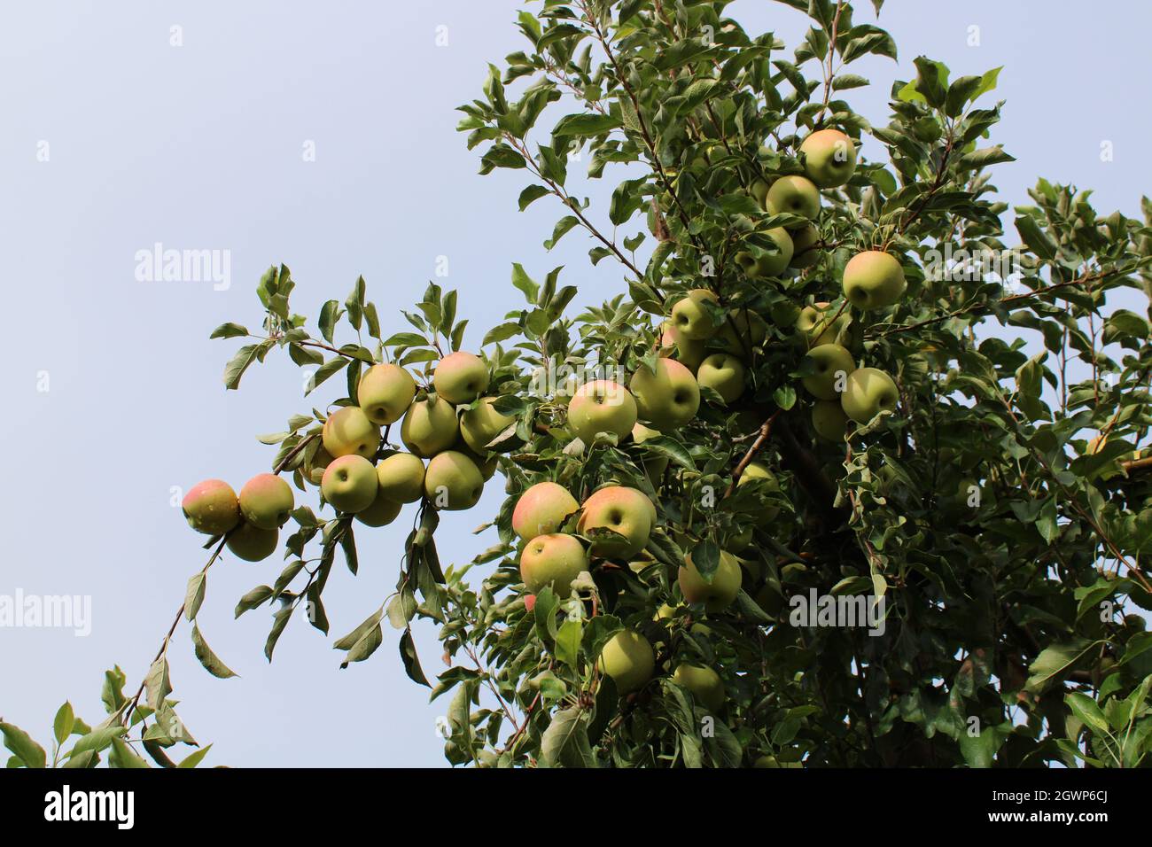Domestic apple tree hi-res stock photography and images - Alamy