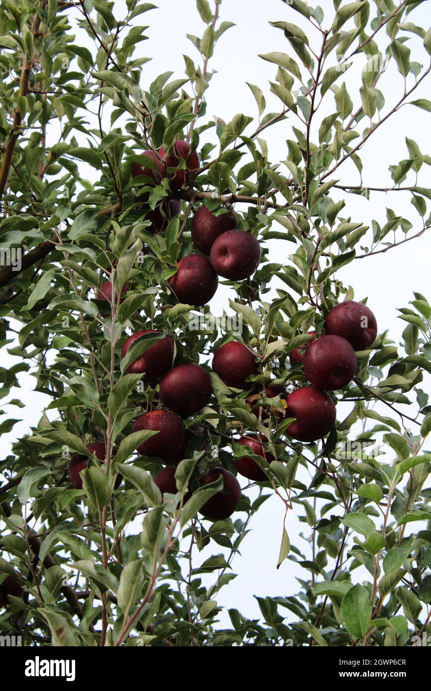 Jonathan sweet hi-res stock photography and images - Alamy