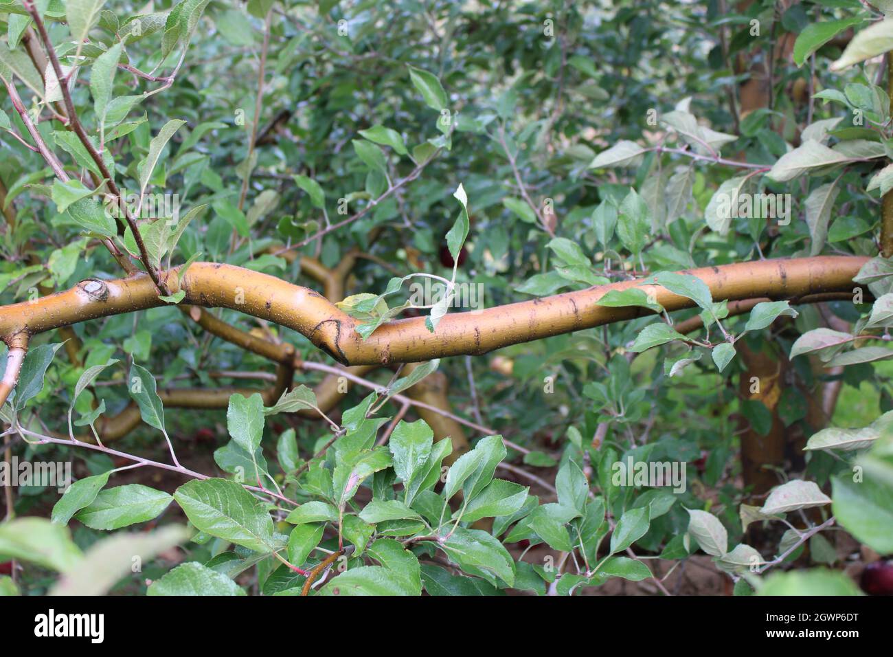 Pruned apple tree hi-res stock photography and images - Alamy