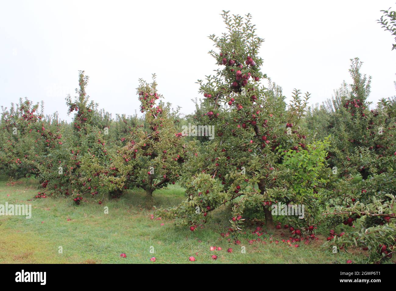 A Row of Red Delicious Apple Trees Stock Photo - Alamy