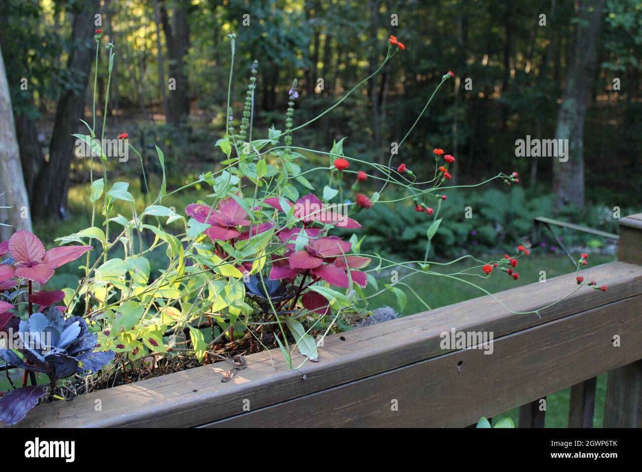 An Assortment of Colorful Plants in a Railing Planter Stock Photo - Alamy