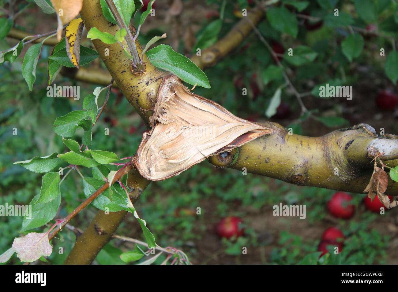 Cut the cut of the wood apple tree hi-res stock photography and images ...