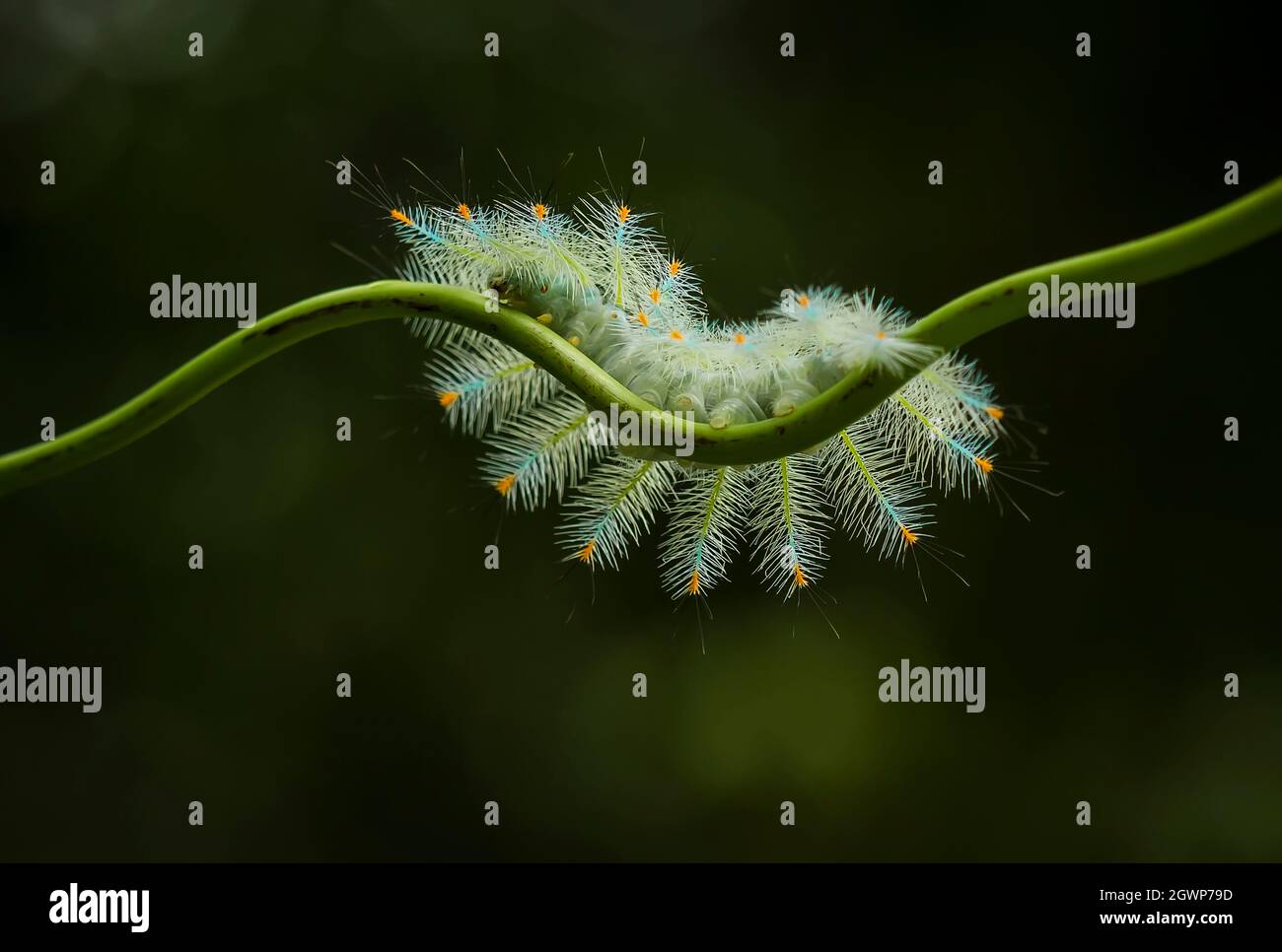 Caterpillar Fire High Resolution Stock Photography and Images - Alamy