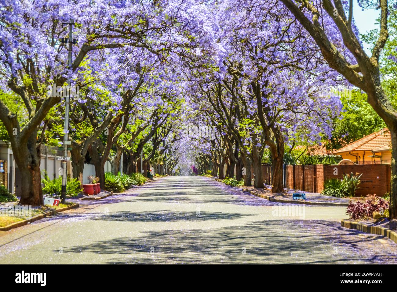 Purple blue Jacaranda mimosifolia bloom in Johannesburg street during ...