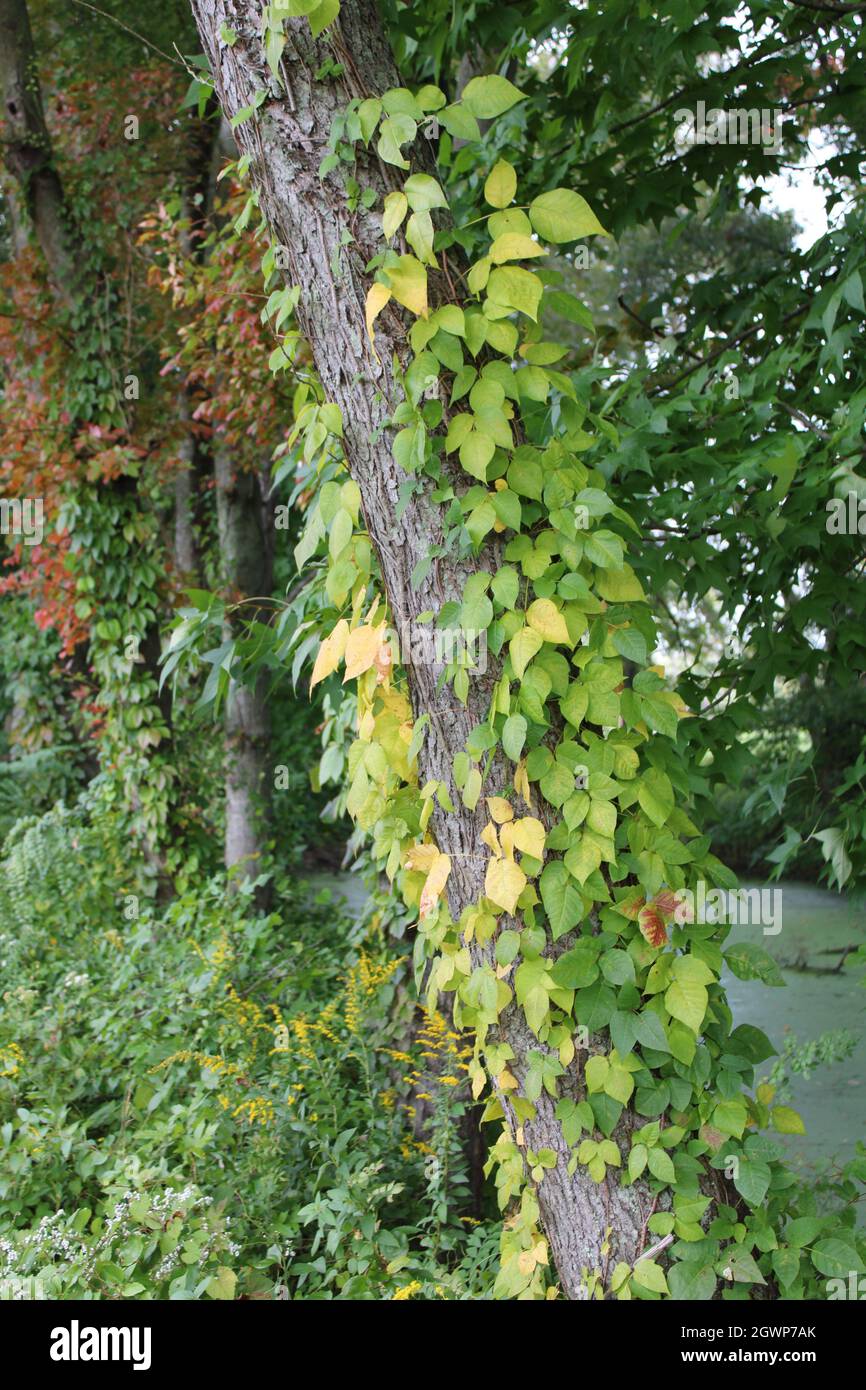 Yellow Poison Ivy How To Identify Poison Ivy: In Spring, Summer, Fall