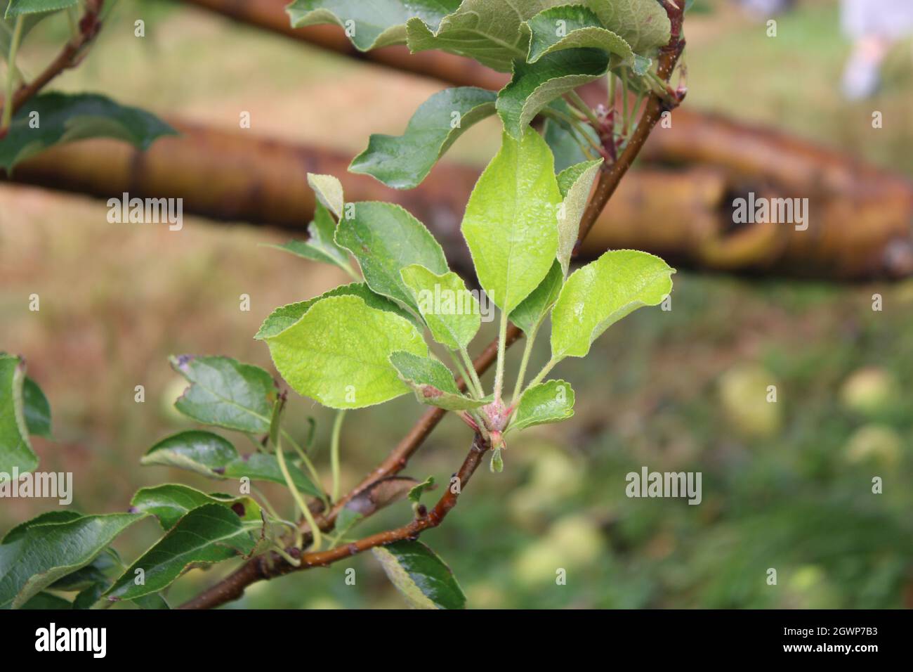 New tree leaf growth hi-res stock photography and images - Alamy
