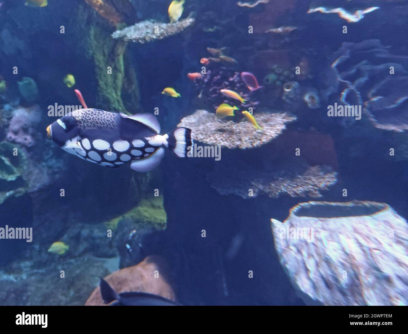 A closeup of a coral reef fish swimming in an aquarium Stock Photo - Alamy