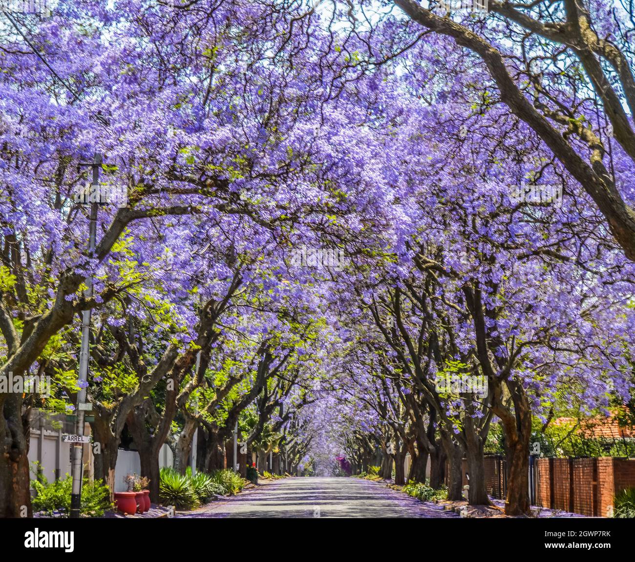 Purple blue Jacaranda mimosifolia bloom in Johannesburg street during ...