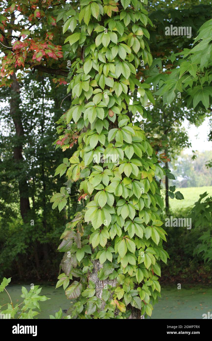 Poison ivy lookalike hi-res stock photography and images - Alamy