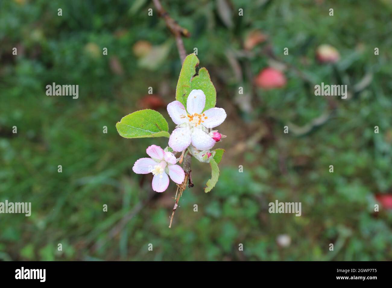 Indian apple tree hi-res stock photography and images - Alamy