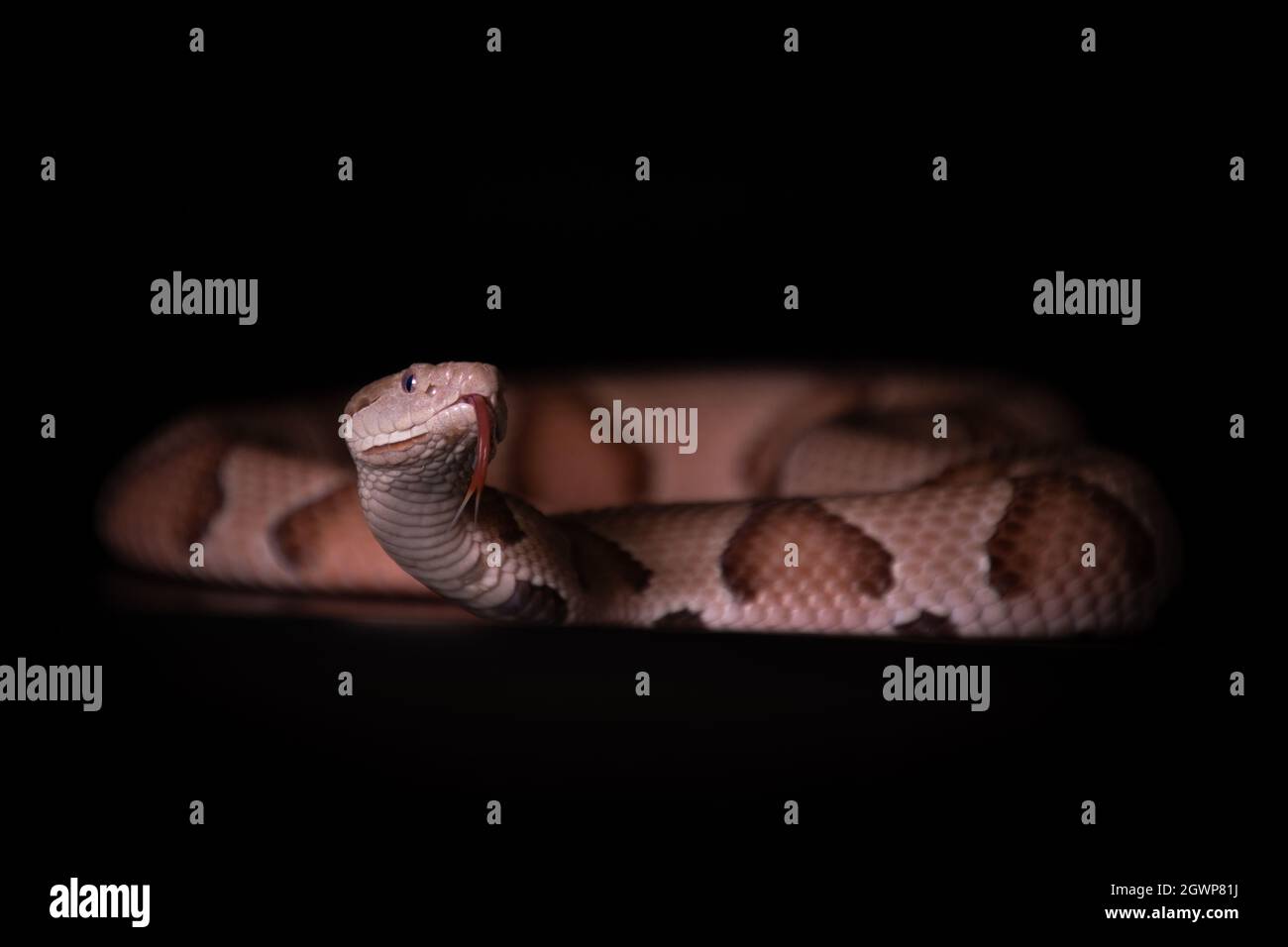 Copperhead snake young hi-res stock photography and images - Alamy