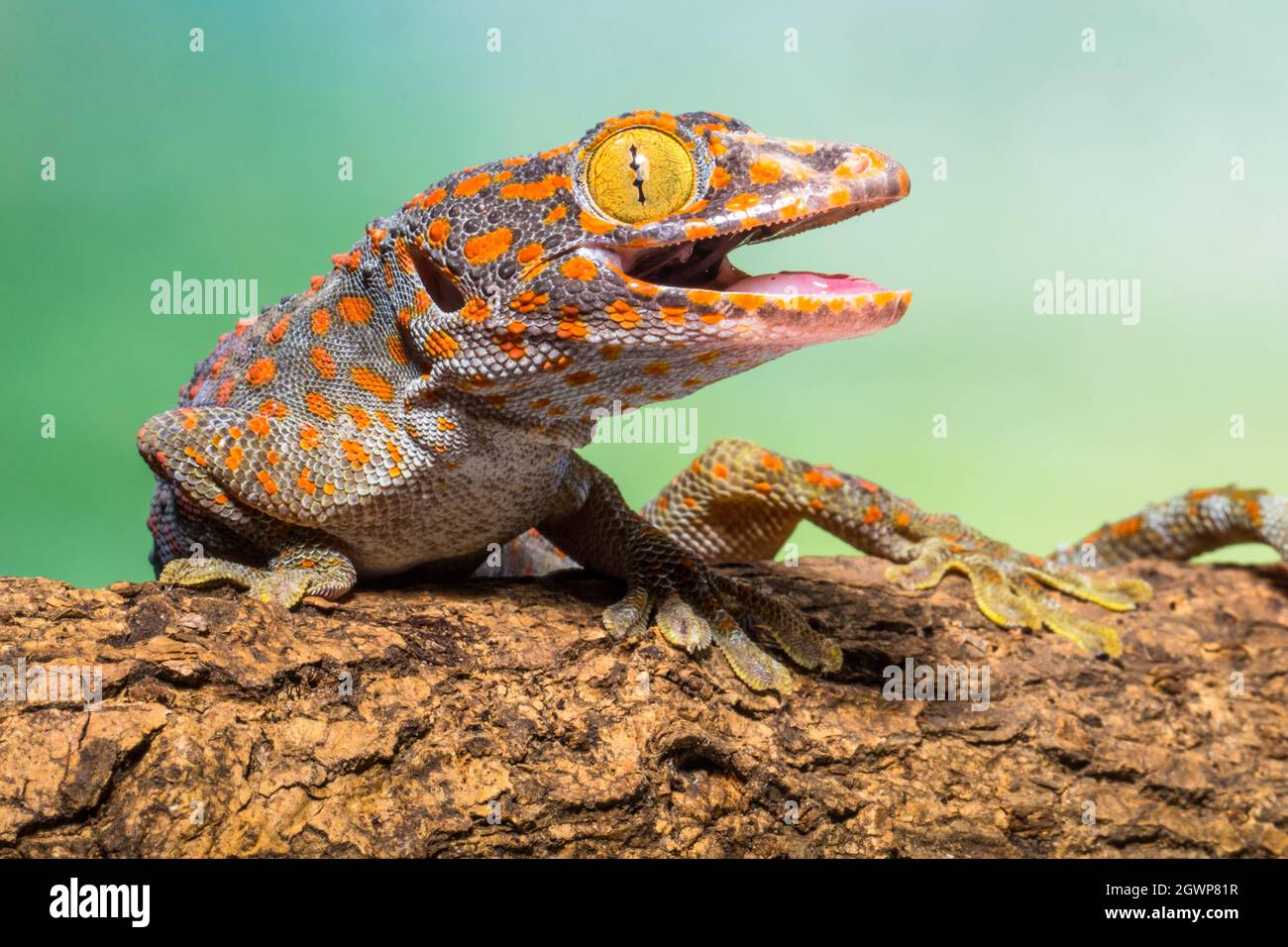 Spotted day gecko hi-res stock photography and images - Alamy