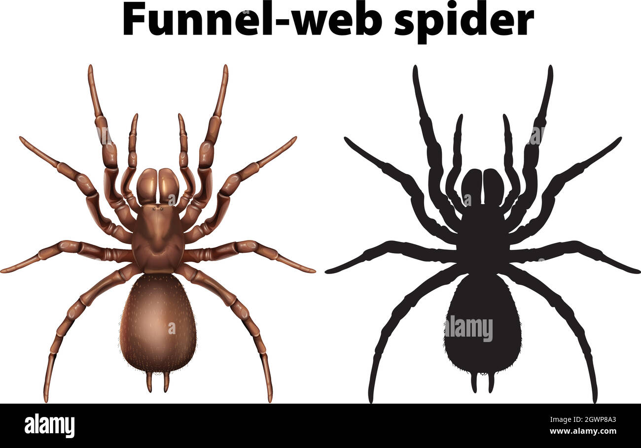 Huntsman spider drawing hi-res stock photography and images - Alamy