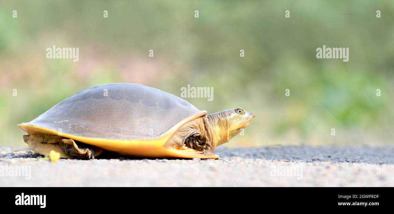 Indian flapshell turtle hi-res stock photography and images - Alamy