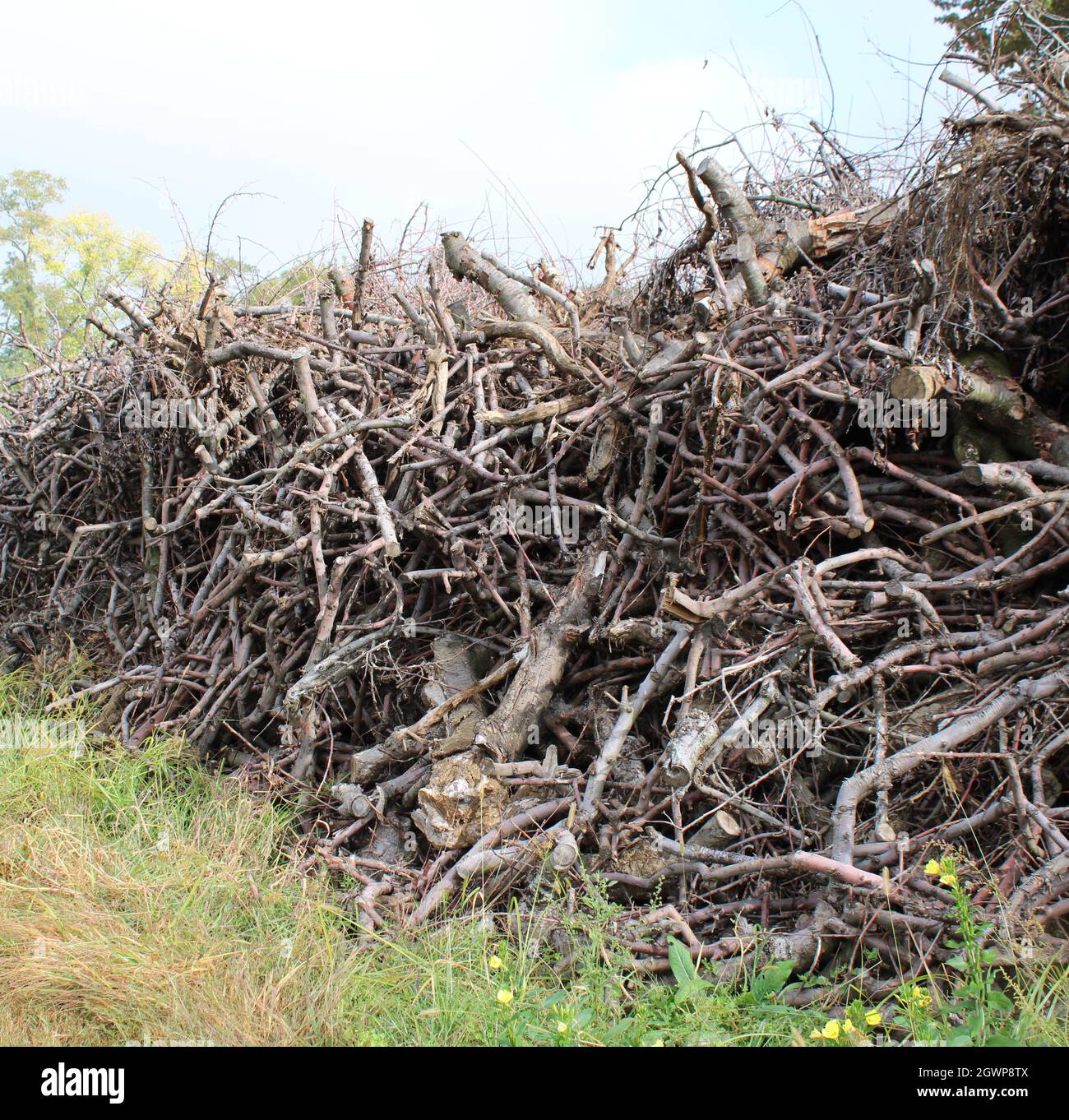 A Pile of Many Crooked Branches Stock Photo - Alamy