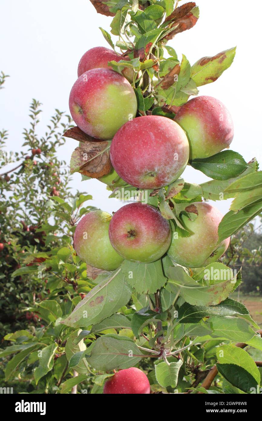 Standard tree red hi-res stock photography and images - Alamy