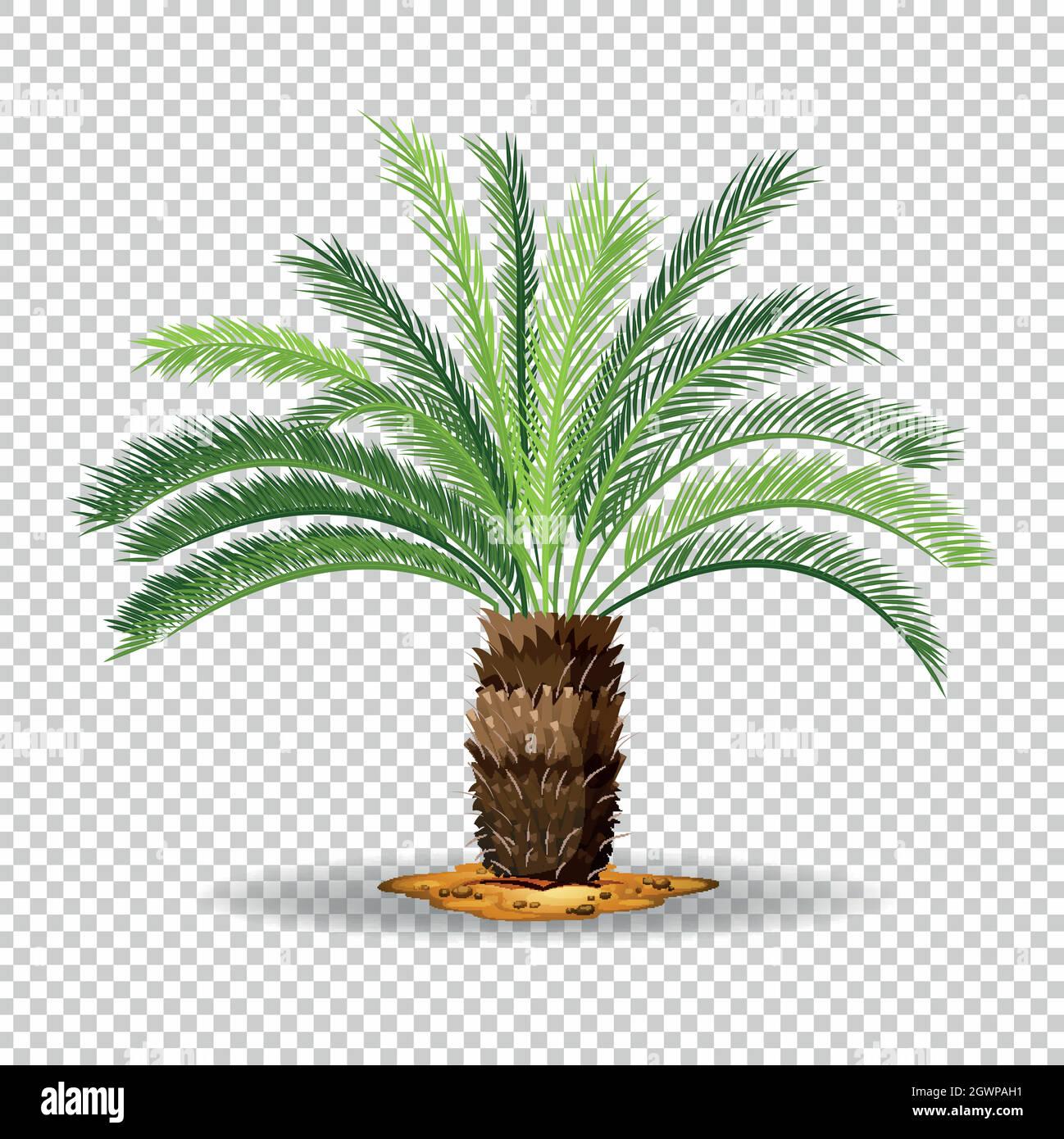 Type of palm tree on transparent background Stock Vector Image & Art ...