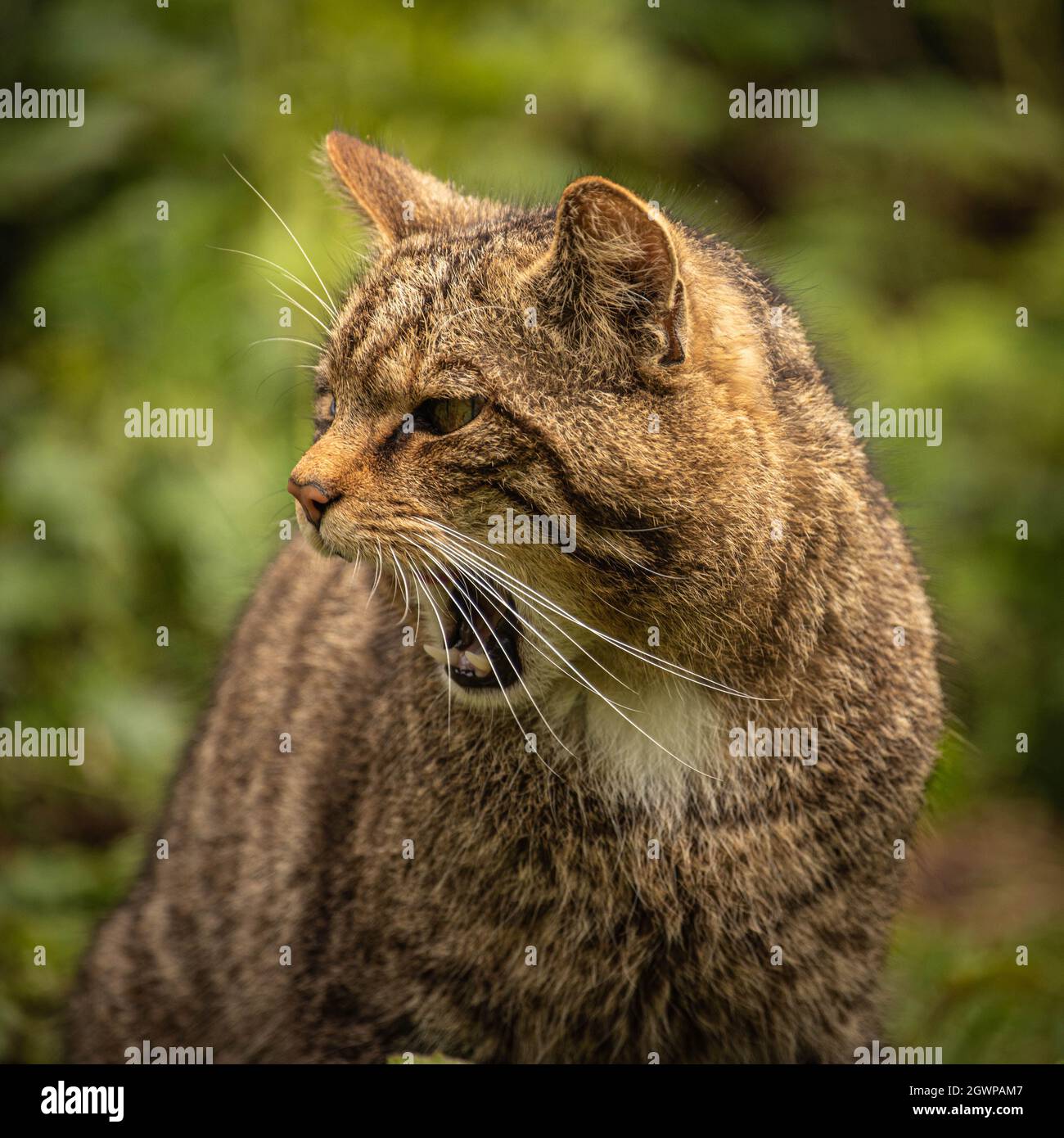 Scottish wildcat yawning hi-res stock photography and images - Alamy