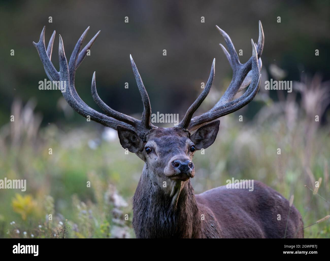Portrait of red deer (cervus elaphus) with big antlers in forest ...