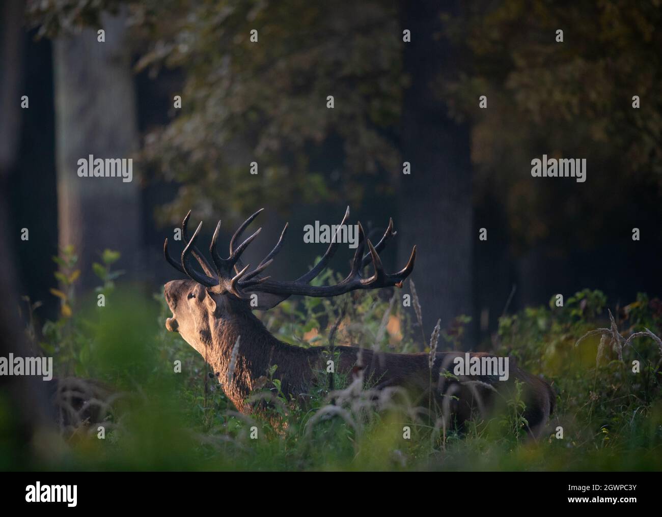 Red deer (cervus elaphus) with big antlers roaring in forest in mating ...