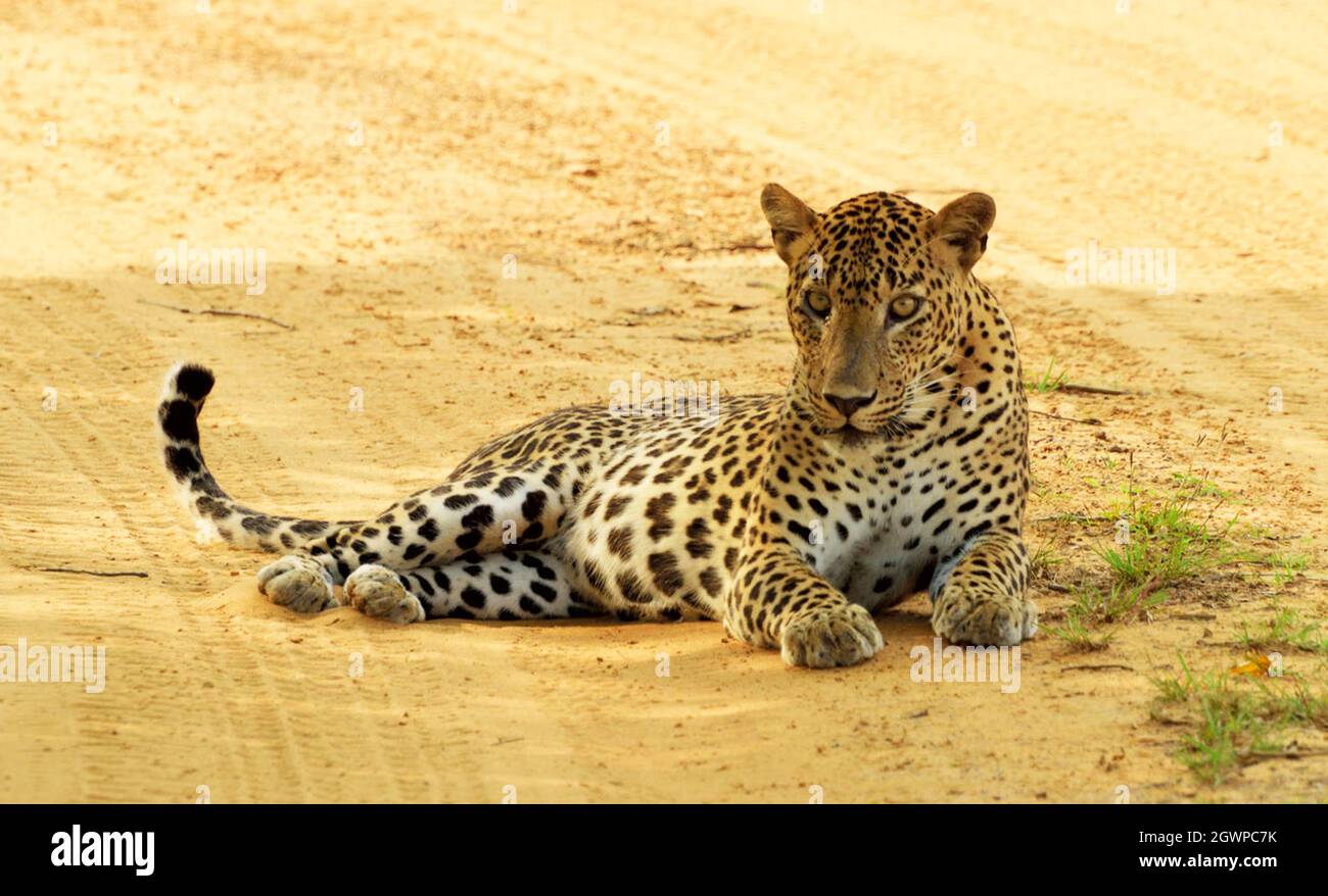 Animal lying down hi-res stock photography and images - Alamy