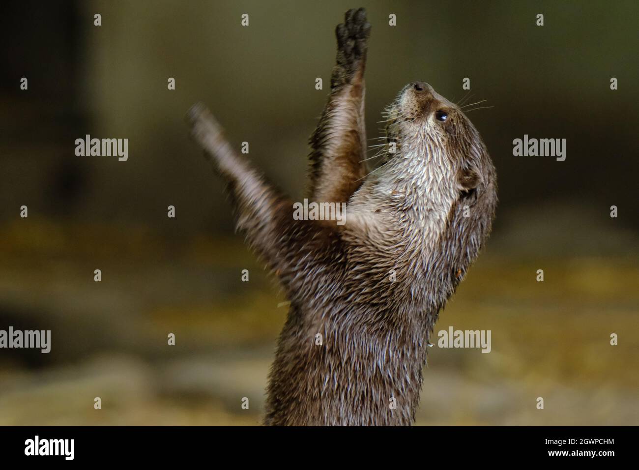 Asian otter photography hi-res stock photography and images - Alamy