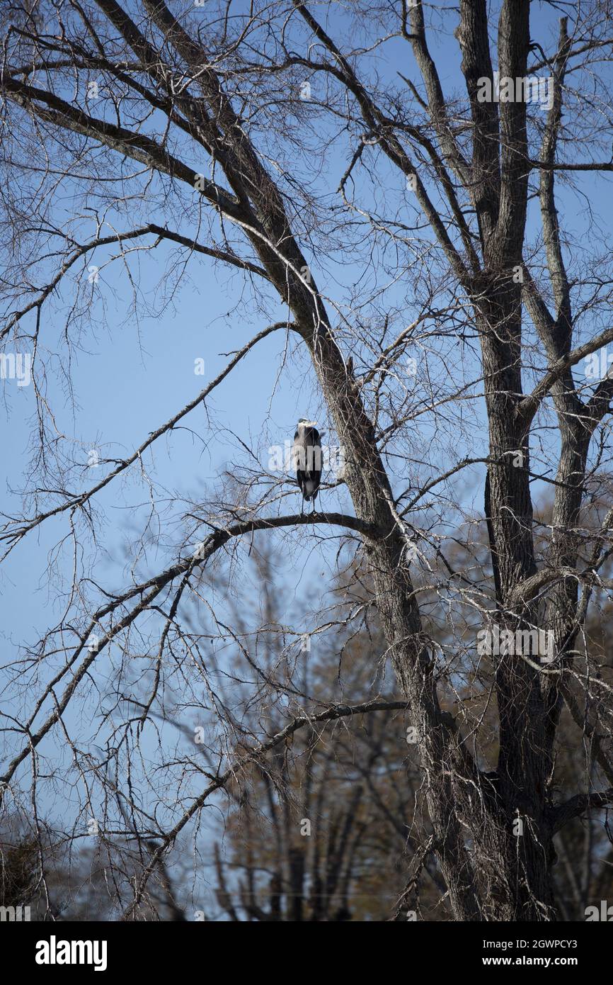 Great blue heron (Ardea herodias) looking around from its perch on a ...