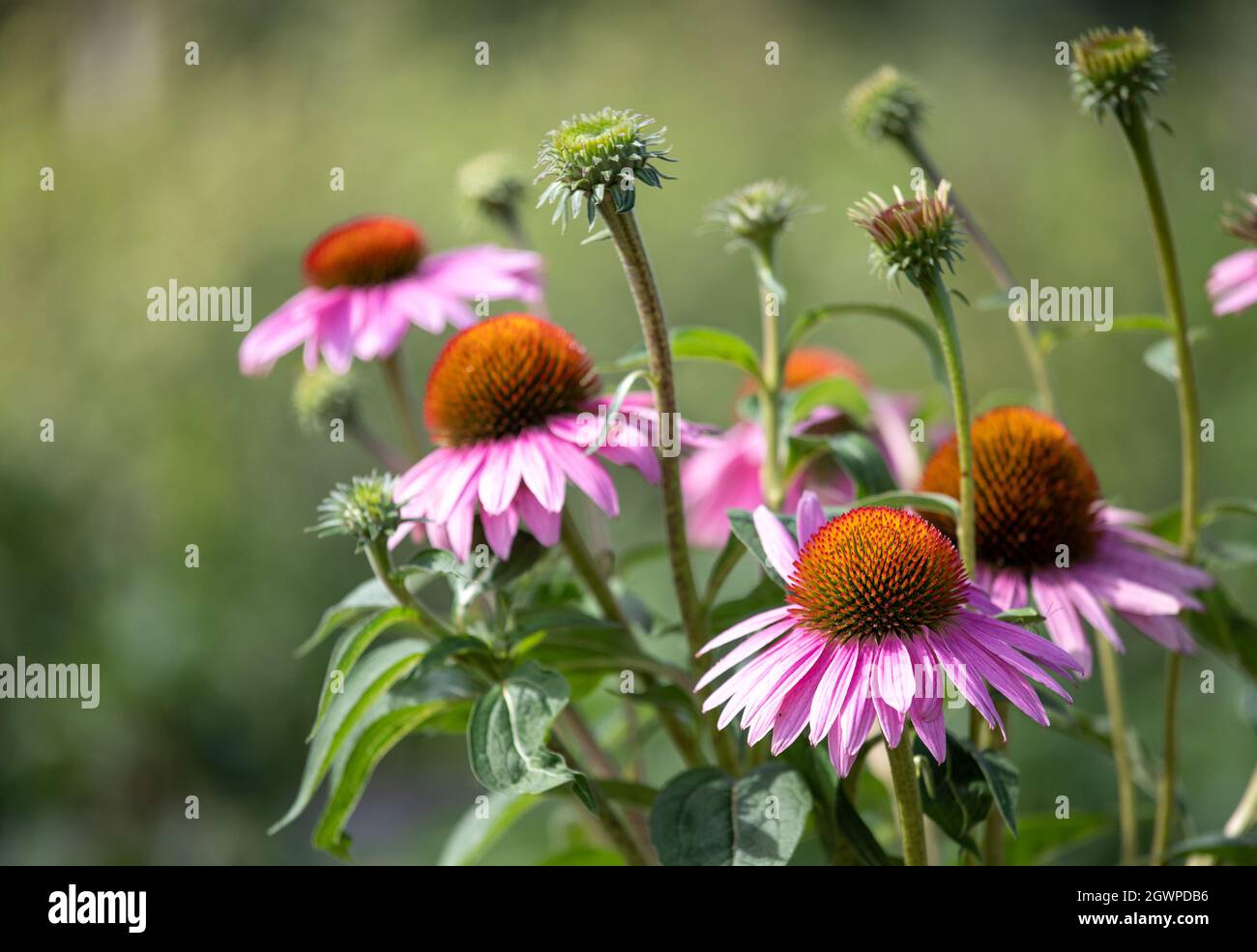 Close up of echinacea purpurea flowers in field with green blurred ...