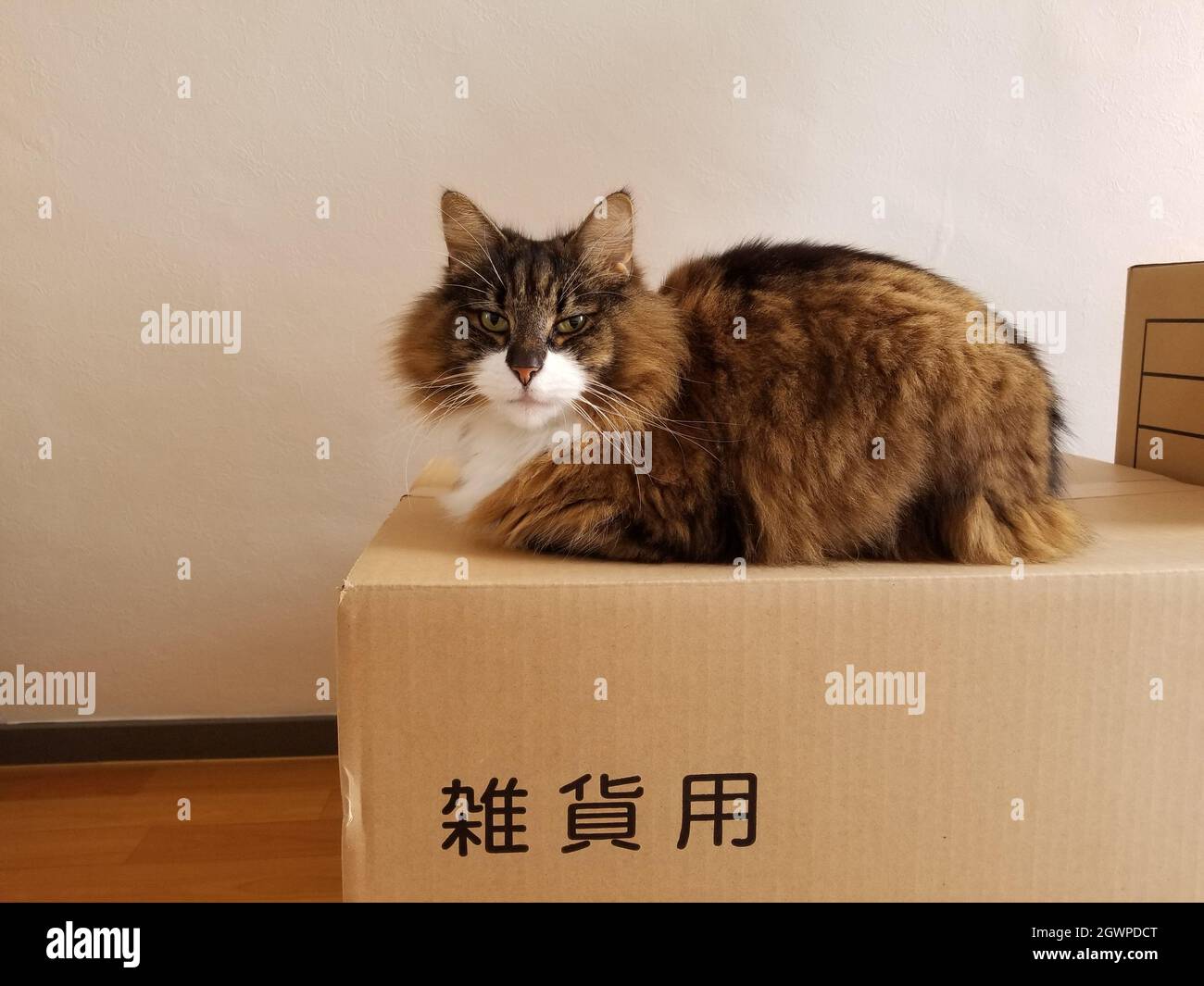 Cat into a box hi-res stock photography and images - Alamy