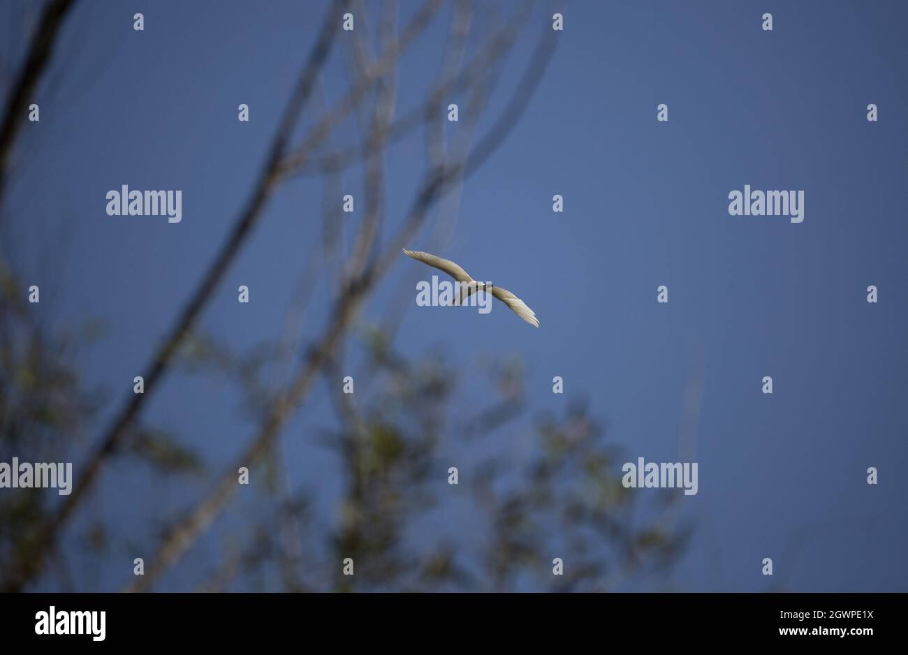 Great egret (Ardea alba) flying past trees in a deep blue sky Stock ...