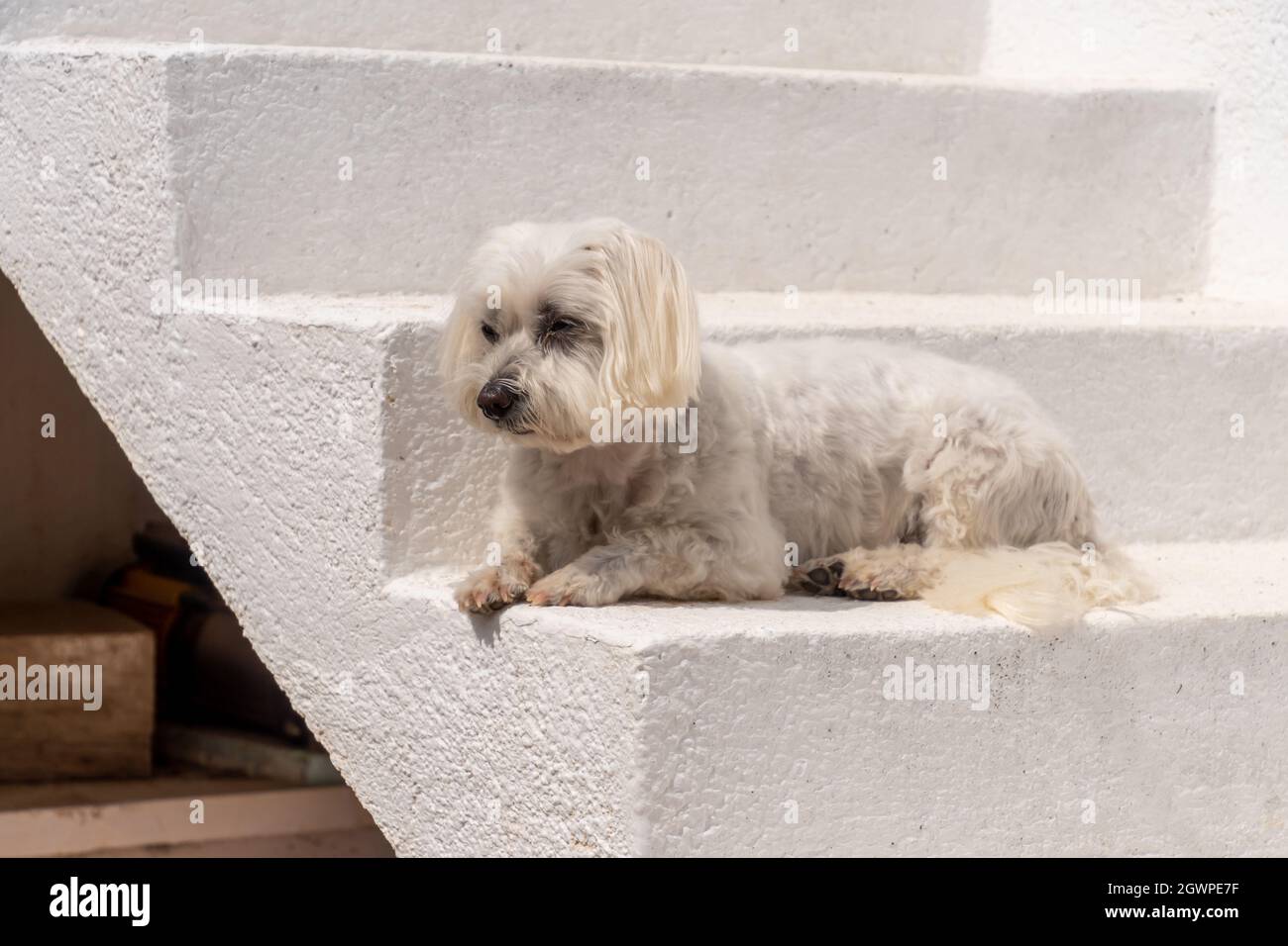 Puppy on the stair hi-res stock photography and images - Alamy