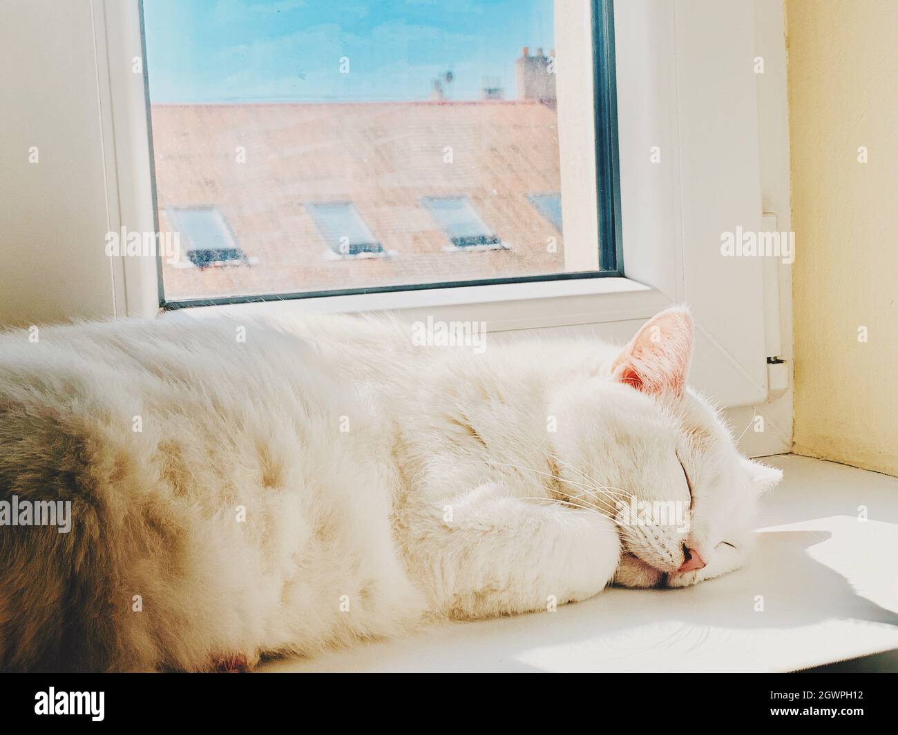 Czech cat hi-res stock photography and images - Alamy