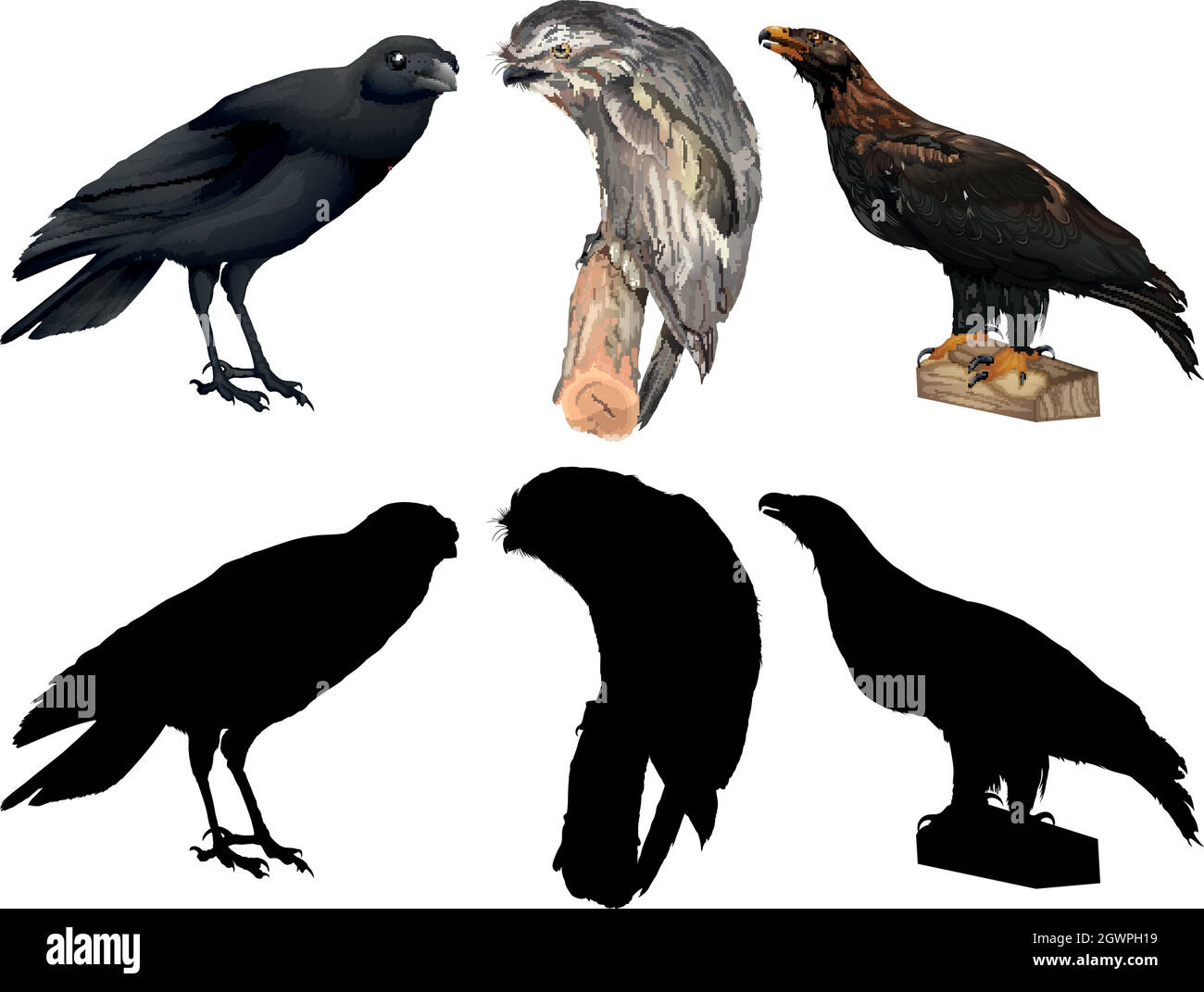 Different color birds Stock Vector Images - Alamy