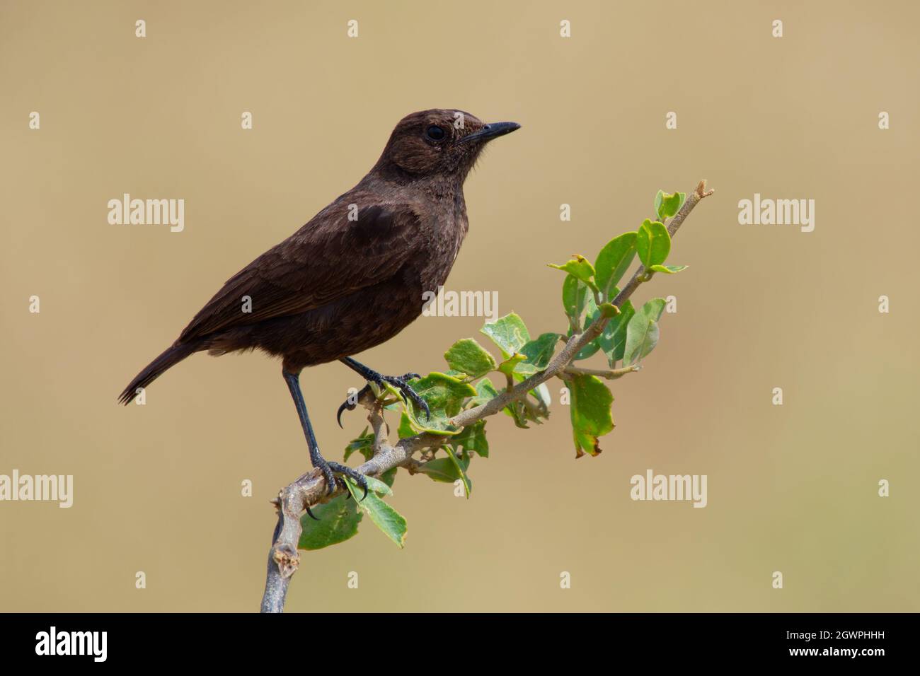 Northern Anteater-chat - Myrmecocichla aethiops dark bird in ...