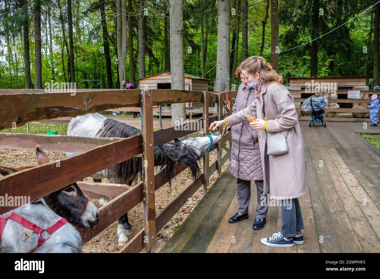 Moscow. Russia. September 25, 2021. People feed carrots to horses and ...